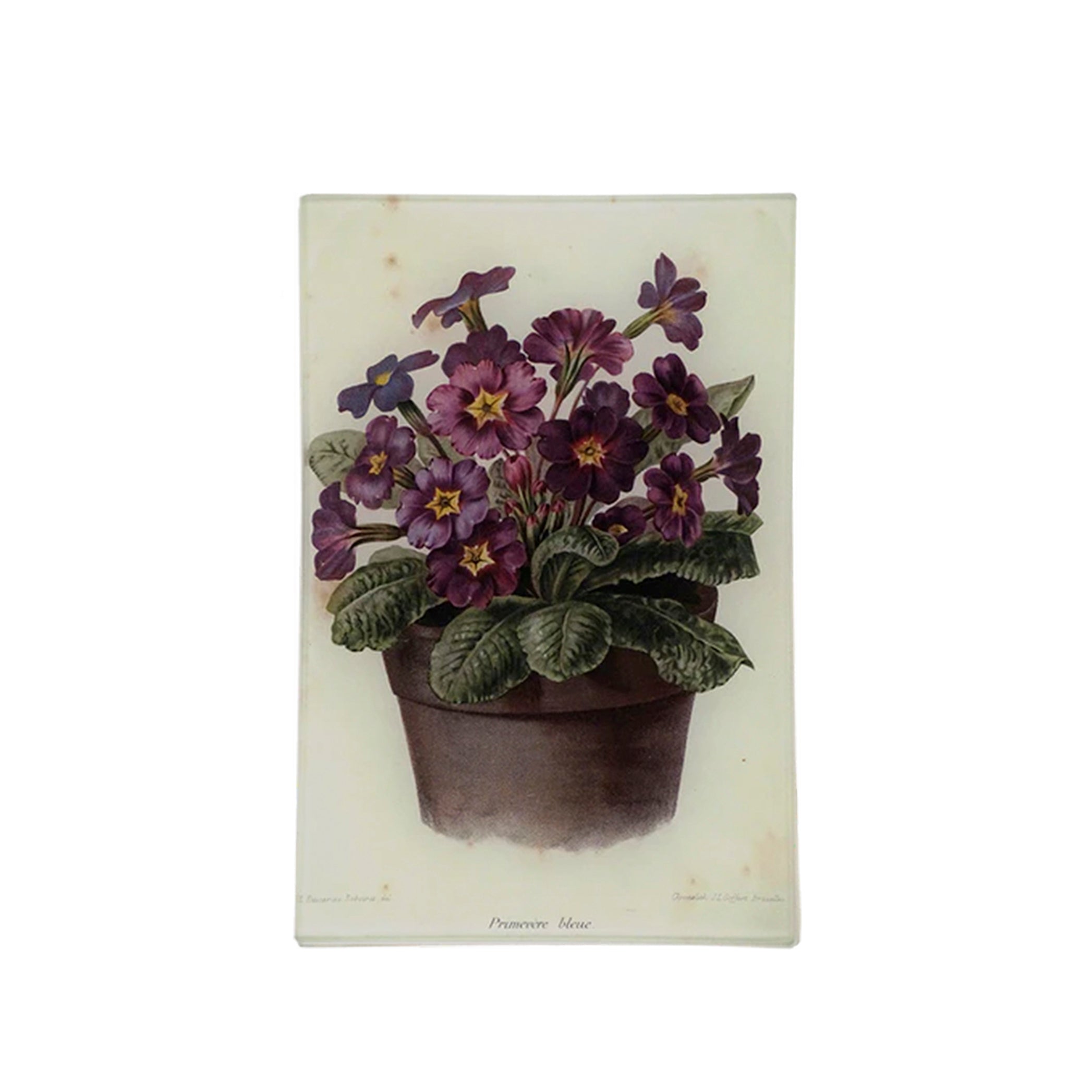 John Derian 'Potted Primrose' Medium Tray, 15 x 23cm – Summerill & Bishop