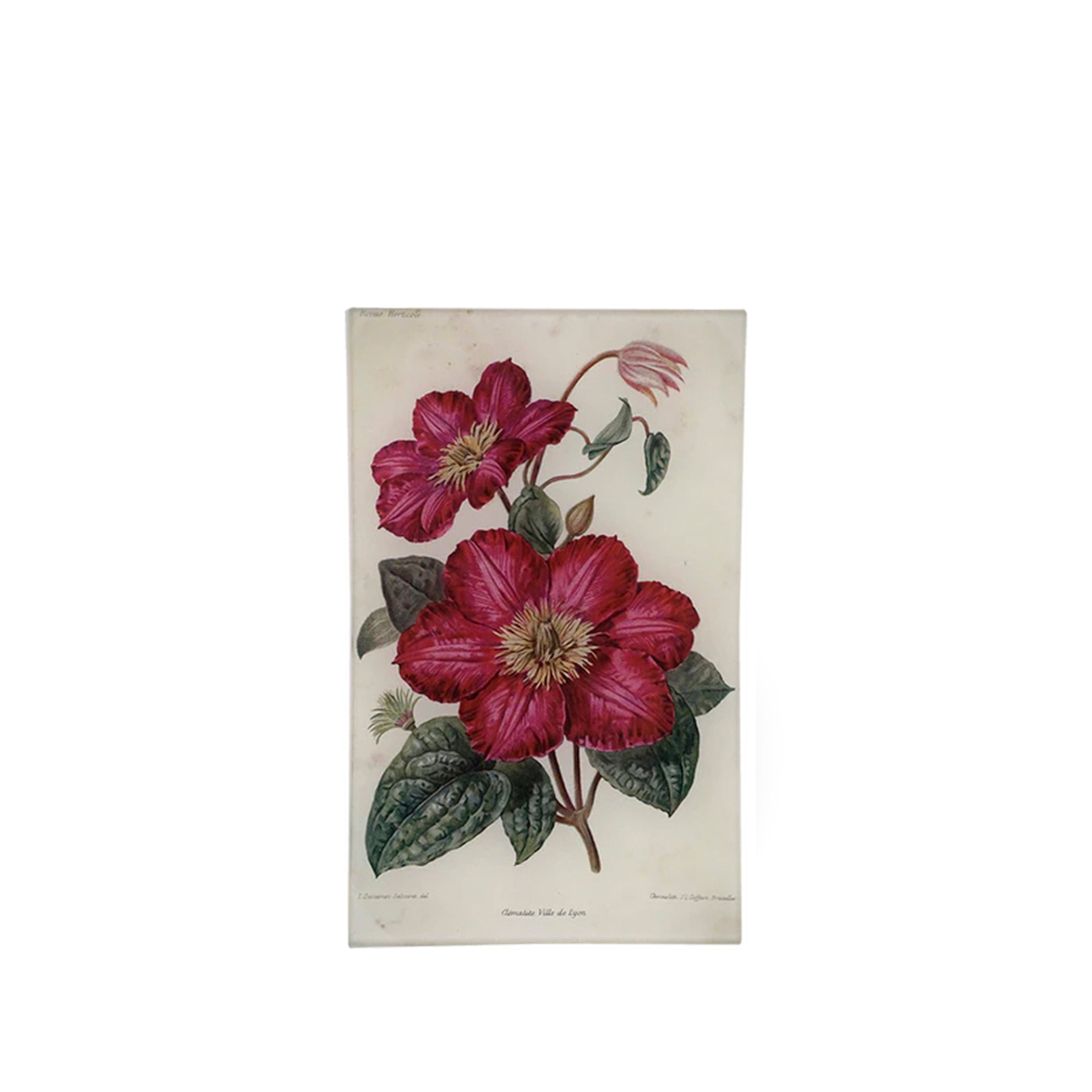 John Derian 'Clematite Ville de Lyon' Small Tray, 13 x 20cm – Summerill ...